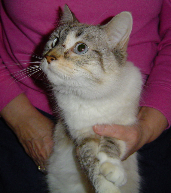 KAT, THE CAT WHO TOUCHED OUR HEARTS. - Donni De-Ville
